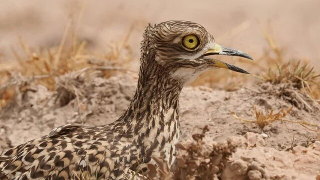 Dikkop Images – Browse 215 Stock Photos, Vectors, and Video | Adobe Stock