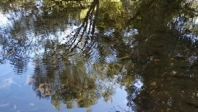 Polymorphism Images – Browse 1,944 Stock Photos, Vectors, and Video ...