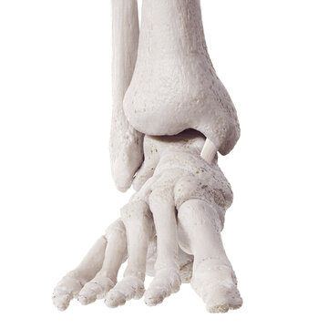 「Tibiotalar」の写真素材 | 12件の無料イラスト画像 | Adobe Stock