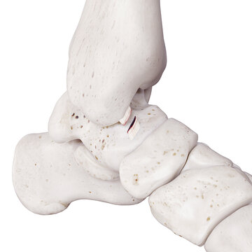 「Tibiotalar」の写真素材 | 12件の無料イラスト画像 | Adobe Stock