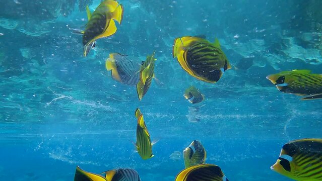 Obrázky Pyrosomida – procházejte fotografie, vektory a videa 66 | Adobe ...