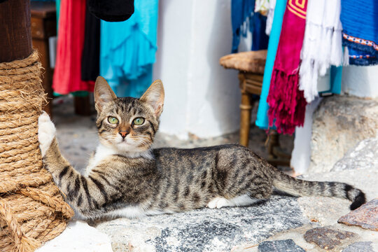 Imágenes de Tabby: descubre bancos de fotos, ilustraciones, vectores y ...