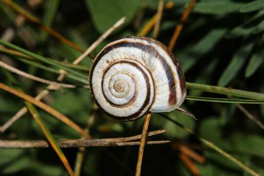 รูปภาพGastropode – เลือกดูภาพถ่ายสต็อก เวกเตอร์ และวิดีโอ339 | Adobe Stock