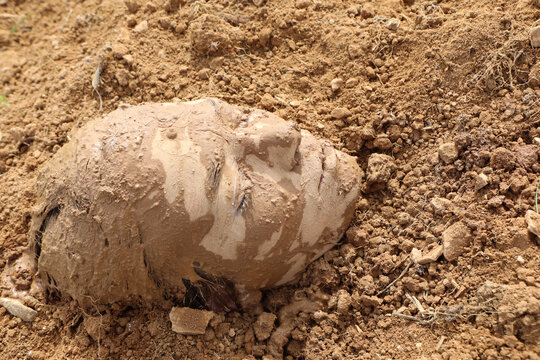 "Buried Alive" Bilder – Durchsuchen 134 Archivfotos, Vektorgrafiken und ...