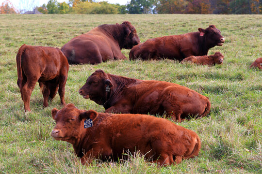 Belgian Red Cattle