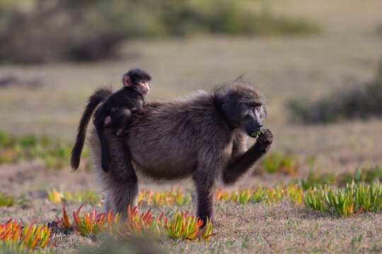 Harr Bilder – Durchsuchen 58 Archivfotos, Vektorgrafiken und Videos ...