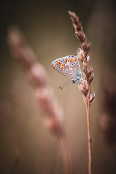 Papillons 이미지 – 찾아보기 3,509 스톡 사진, 벡터 및 비디오 | Adobe Stock