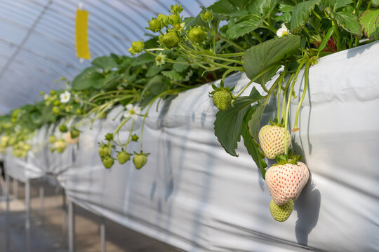 รูปภาพCatamite – เลือกดูภาพถ่ายสต็อก เวกเตอร์ และวิดีโอ1,098 | Adobe Stock