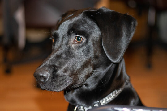 Weimaraner Black Lab Mix