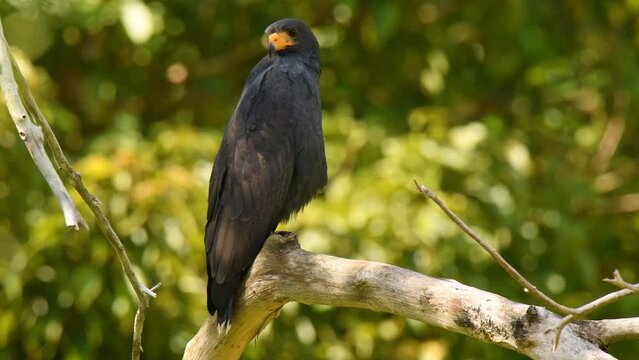 Black-Hawk Images – Browse 78 Stock Photos, Vectors, and Video | Adobe ...