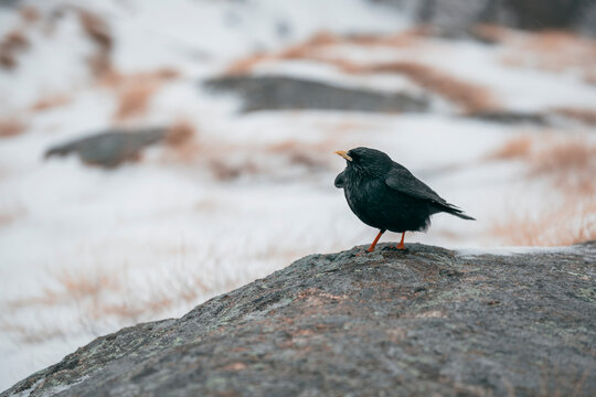 "Little Crow" Images – Browse 148 Stock Photos, Vectors, and Video ...