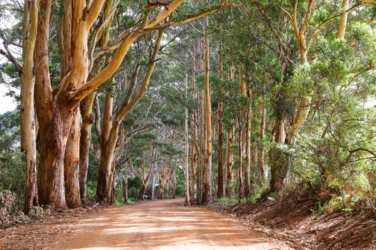 "Karri Forest" Images – Browse 318 Stock Photos, Vectors, and Video ...