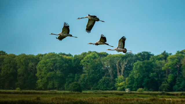 Schnacke Bilder – Durchsuchen 6,409 Archivfotos, Vektorgrafiken und ...