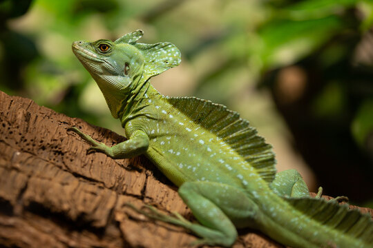Imagens de Basilisco – Explore Fotografias do Stock, Vetores e Vídeos ...