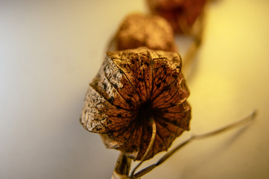 Judenkirsche Bilder – Durchsuchen 38,950 Archivfotos, Vektorgrafiken ...