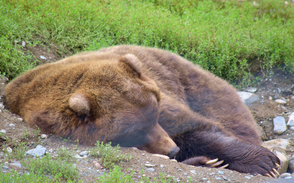 Ungeschoren Bilder – Durchsuchen 711 Archivfotos, Vektorgrafiken und Videos | Adobe Stock