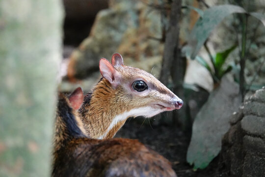 Philippine Mouse Deer Pilandok
