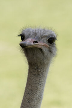 Ostridge Images – Browse 13,239 Stock Photos, Vectors, and Video ...