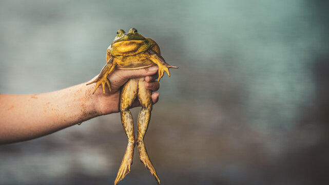 「Bullfrog」の画像 - 7,688 件の Stock 写真、ベクターおよびビデオ | Adobe Stock