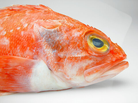 รูปภาพCabracho – เลือกดูภาพถ่ายสต็อก เวกเตอร์ และวิดีโอ94 | Adobe Stock