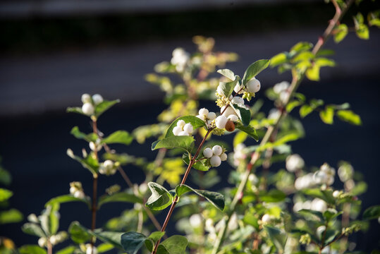 Ghostberry Bilder – Durchsuchen 5,637 Archivfotos, Vektorgrafiken und ...