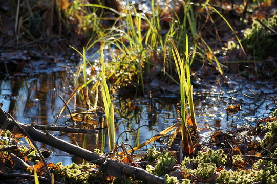 Sumpfig Bilder – Durchsuchen 1,054 Archivfotos, Vektorgrafiken und ...