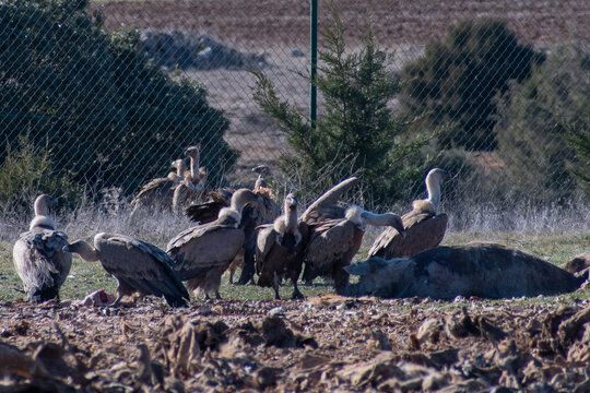 Aasgeier Bilder – Durchsuchen 5,909 Archivfotos, Vektorgrafiken und ...
