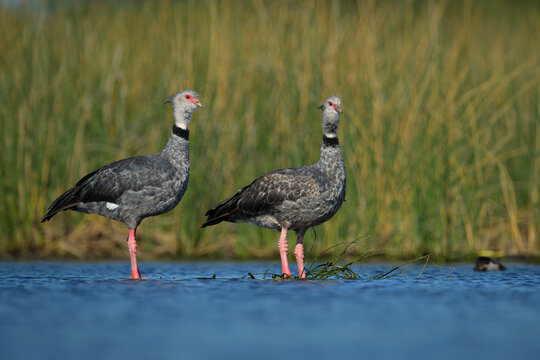 Chaja Images – Browse 810 Stock Photos, Vectors, and Video | Adobe Stock