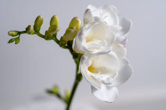 Fresia-Bilder: Stock-Fotos & -Videos. | Adobe Stock