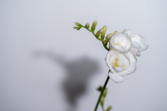 Fresia-Bilder: Stock-Fotos & -Videos. | Adobe Stock