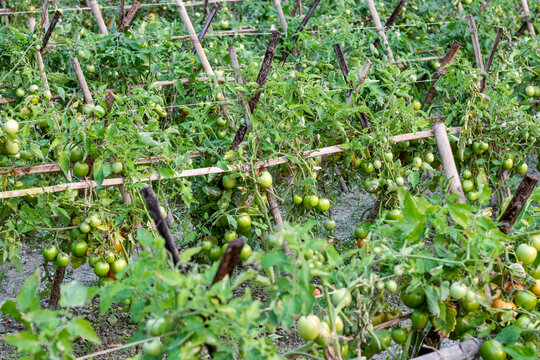 "Tomato Field" Images – Browse 359 Stock Photos, Vectors, and Video ...