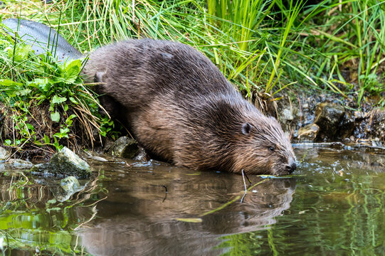 Biber-Bilder: Stock-Fotos & -Videos. | Adobe Stock