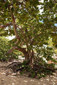 Badamier Images – Browse 114 Stock Photos, Vectors, and Video | Adobe Stock