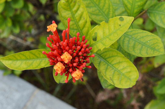 「Viruchi」の画像 - 167 件の Stock 写真、ベクターおよびビデオ | Adobe Stock