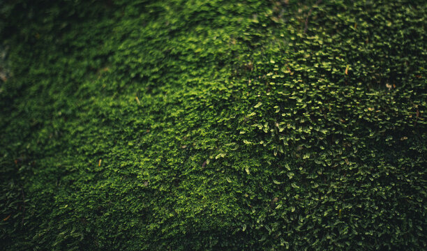 Subtropen Bilder – Durchsuchen 23,956 Archivfotos, Vektorgrafiken und ...