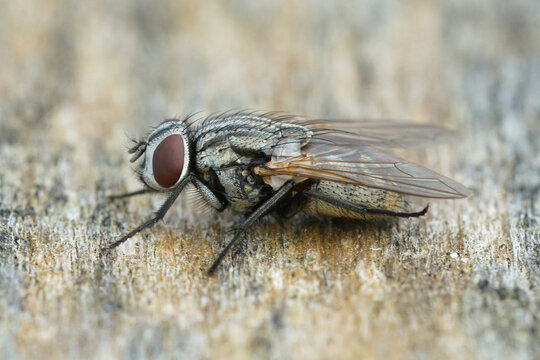 รูปภาพMuscidae – เลือกดูภาพถ่ายสต็อก เวกเตอร์ และวิดีโอ1,771 | Adobe Stock