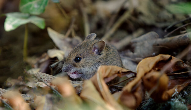 Murinae Bilder – Durchsuchen 793 Archivfotos, Vektorgrafiken und Videos ...