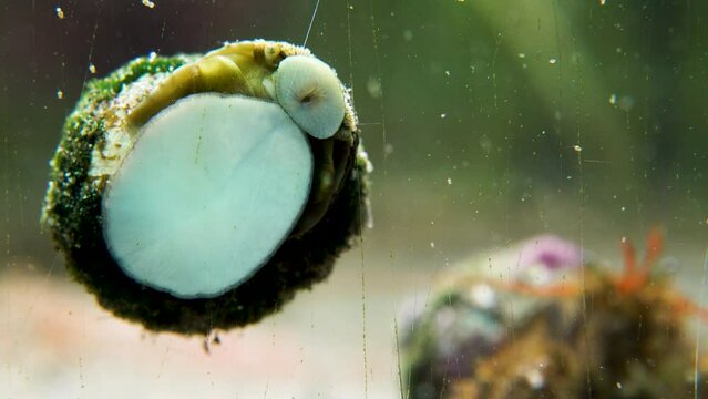 Paguro Images – Browse 219 Stock Photos, Vectors, and Video | Adobe Stock