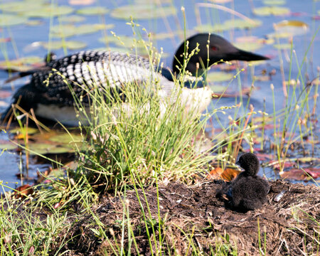"Baby Loon" Images – Browse 98 Stock Photos, Vectors, and Video | Adobe Stock