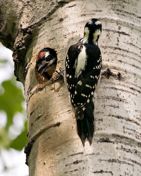 Baby Downy Woodpecker