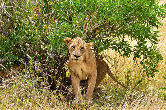 Hurt Zoo Animal Bilder – Durchsuchen 979 Archivfotos, Vektorgrafiken ...