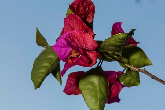 Trepadeira Images – Browse 310 Stock Photos, Vectors, and Video | Adobe ...