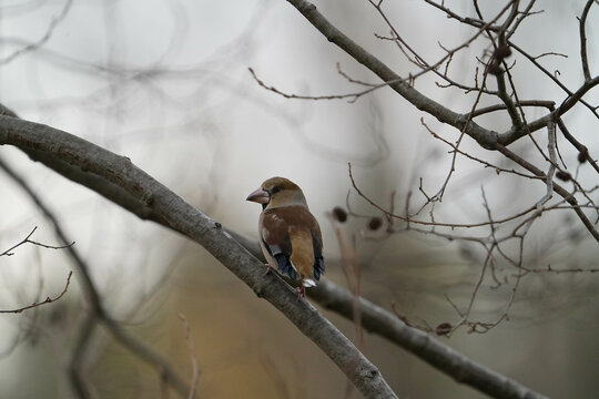 Otterrute Bilder – Durchsuchen 103 Archivfotos, Vektorgrafiken und ...