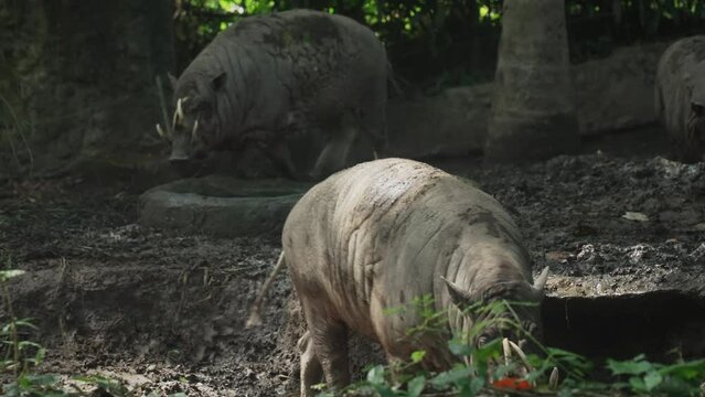 Deer-Pig Imagens – Procure 127 fotos, vetores e vídeos | Adobe Stock