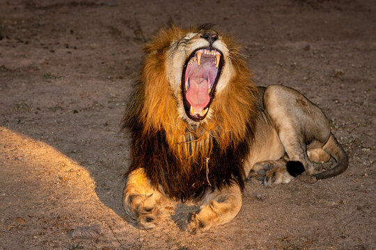 Katzengebiss-Bilder: Stock-Fotos & -Videos. | Adobe Stock
