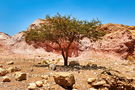 Negeb Bilder – Durchsuchen 28,251 Archivfotos, Vektorgrafiken und ...