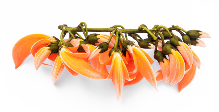 รูปภาพPalash – เลือกดูภาพถ่ายสต็อก เวกเตอร์ และวิดีโอ10,368 | Adobe Stock