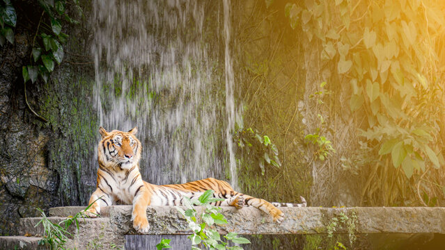 「Wildcat」の画像 - 83,985 件の Stock 写真、ベクターおよびビデオ | Adobe Stock