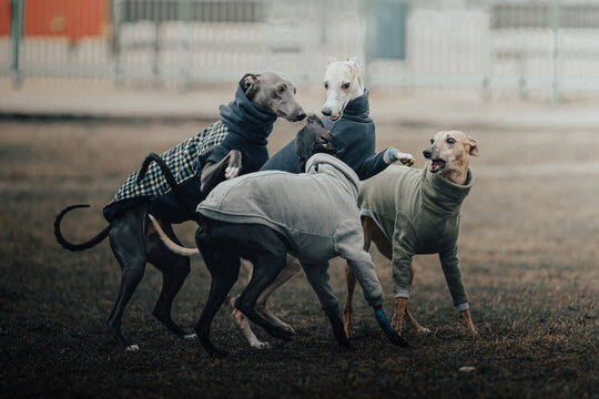 Charty Images – Browse 39 Stock Photos, Vectors, and Video | Adobe Stock