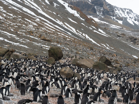รูปภาพPingu – เลือกดูภาพถ่ายสต็อก เวกเตอร์ และวิดีโอ223 | Adobe Stock